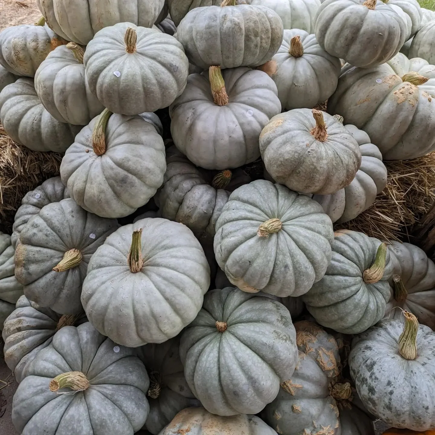 Pumpkins — Porter Farms and Nursery