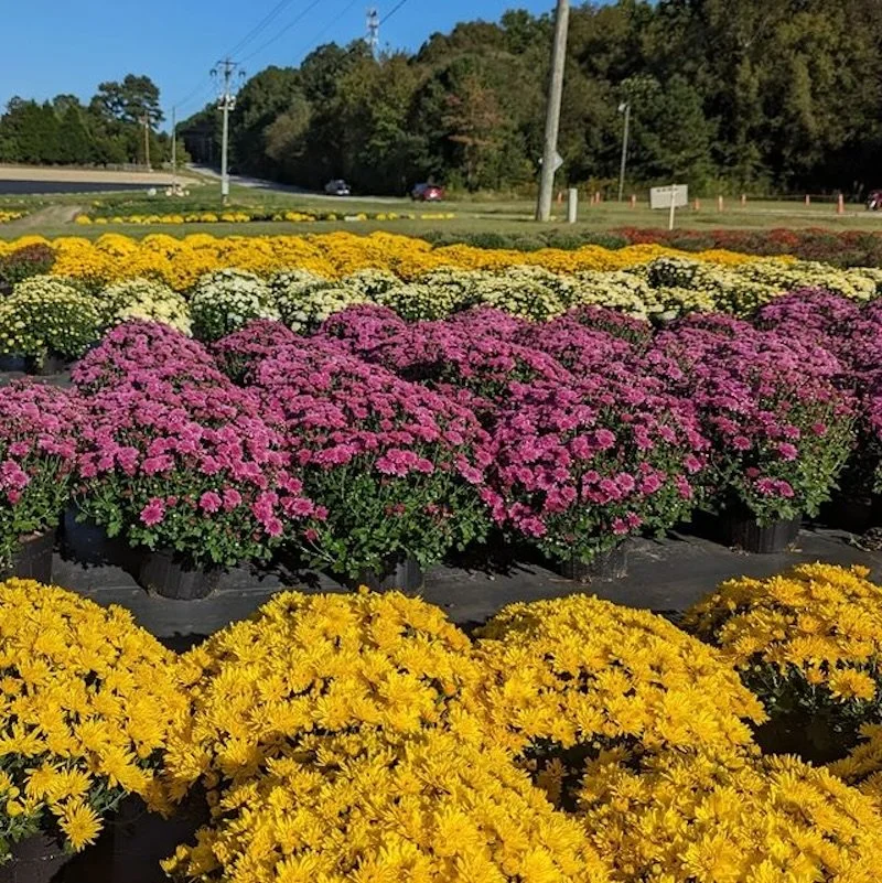 Pumpkins — Porter Farms and Nursery