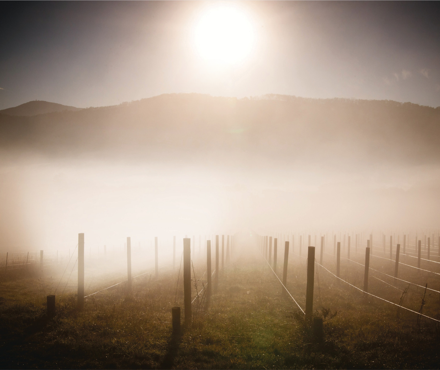 Block House Vineyard | Yountville AVA — brick & mortar wines