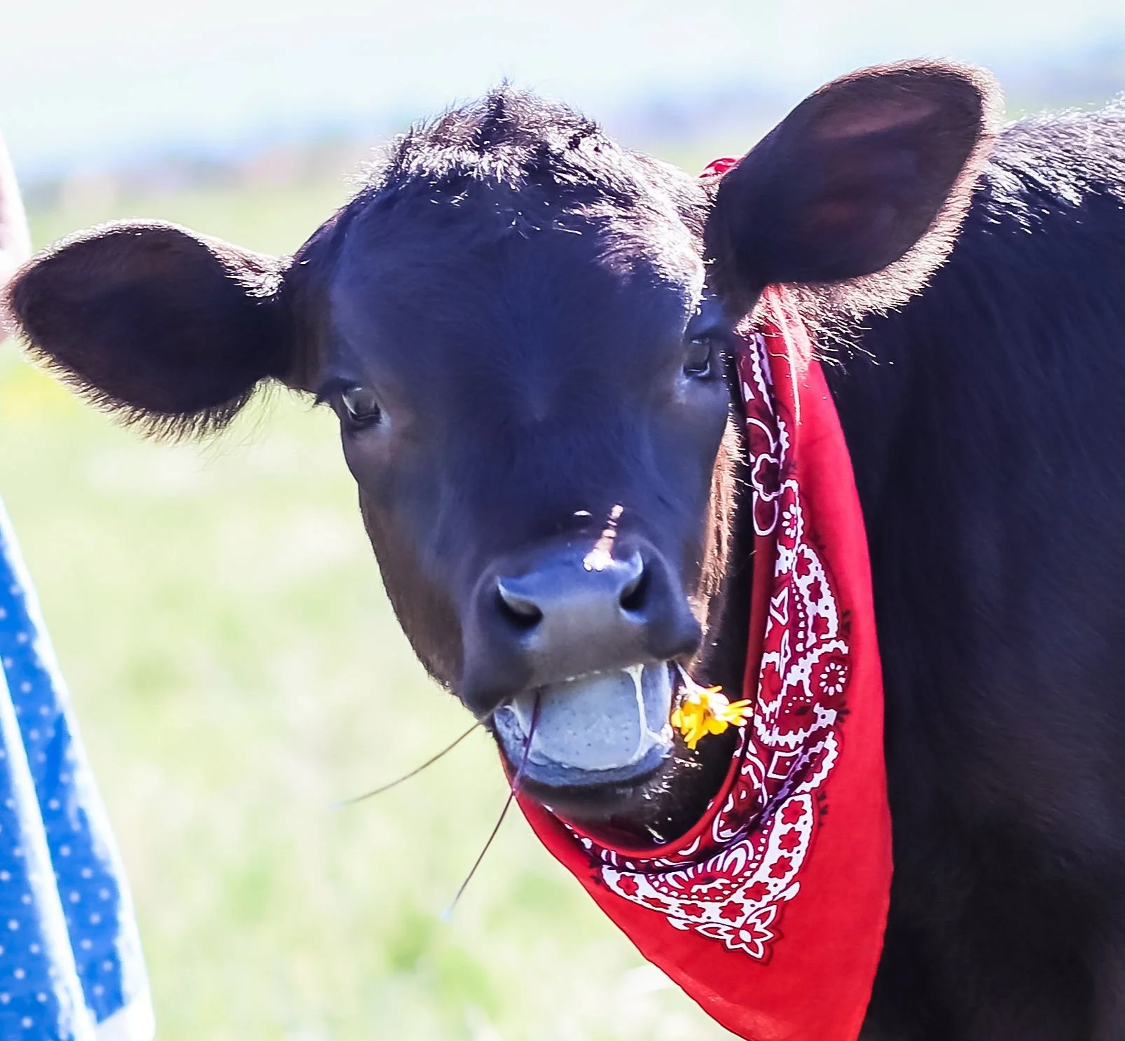 About — SG Cattle Company