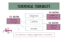 Hormonal Hierarchy: Creating Balance — Cultivated Health with Kristy Edgar
