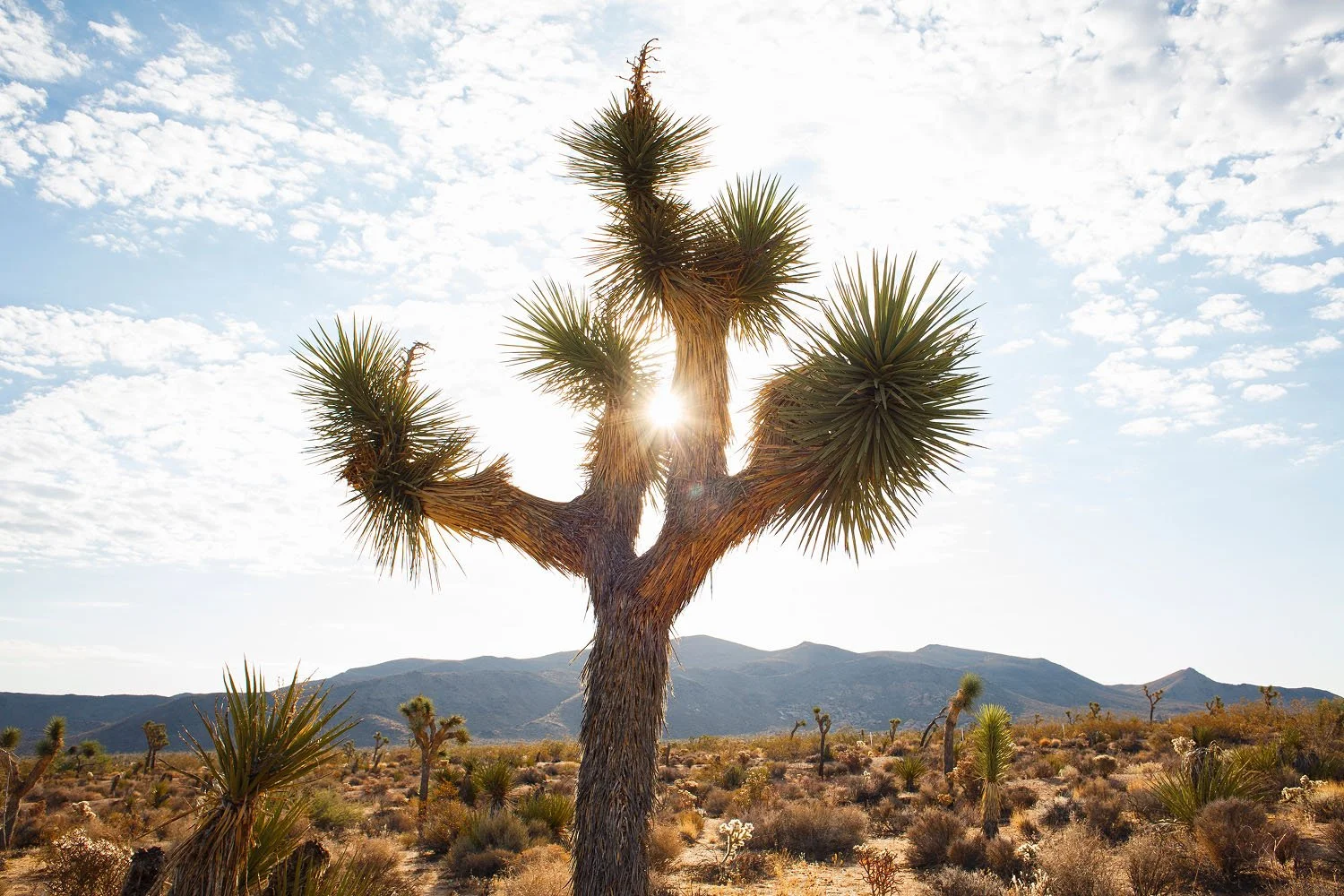 7 natural remedies for hot flashes to try today — Calm Blog