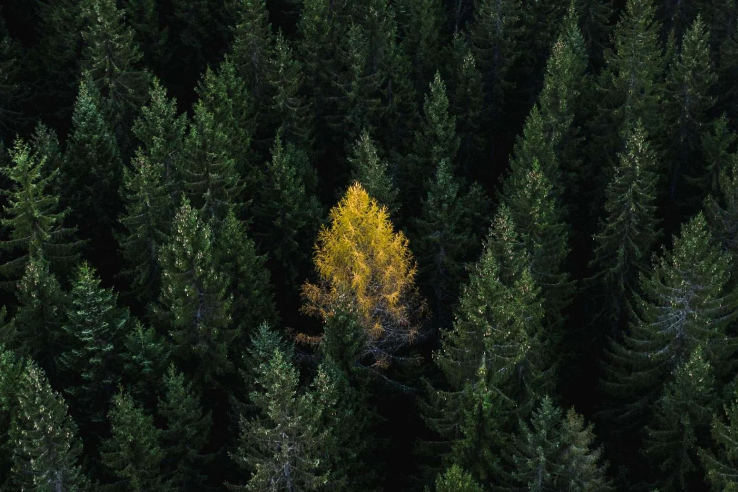 How to deal with loneliness: 7 tips to help you overcome it — Calm Blog