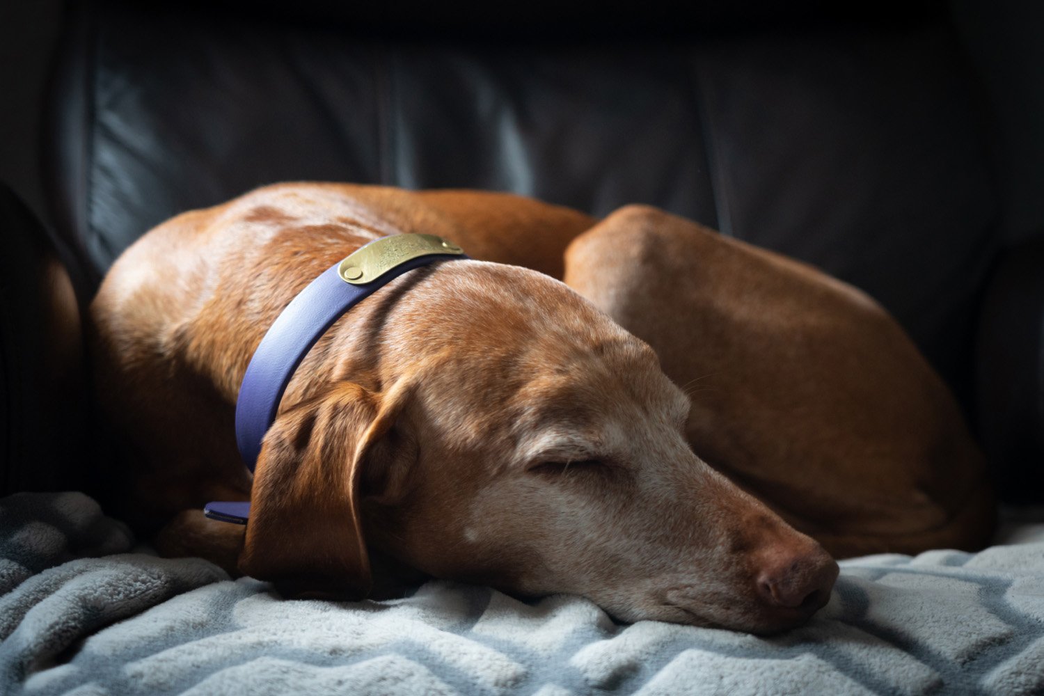 Here’s what animals can teach us about sleep — Calm Blog