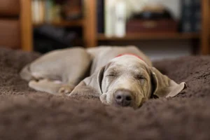 How Does Stress Affect Sleep And How Can Meditation Help Calm Blog