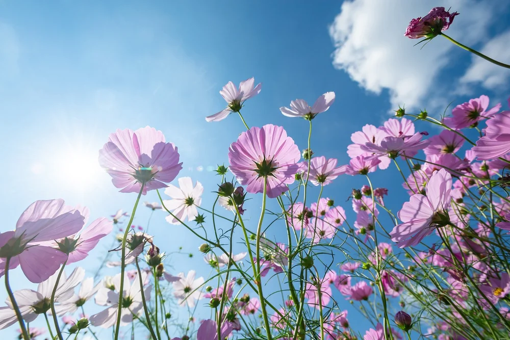 7 simple (but effective) mood boosters to try on hard days — Calm Blog