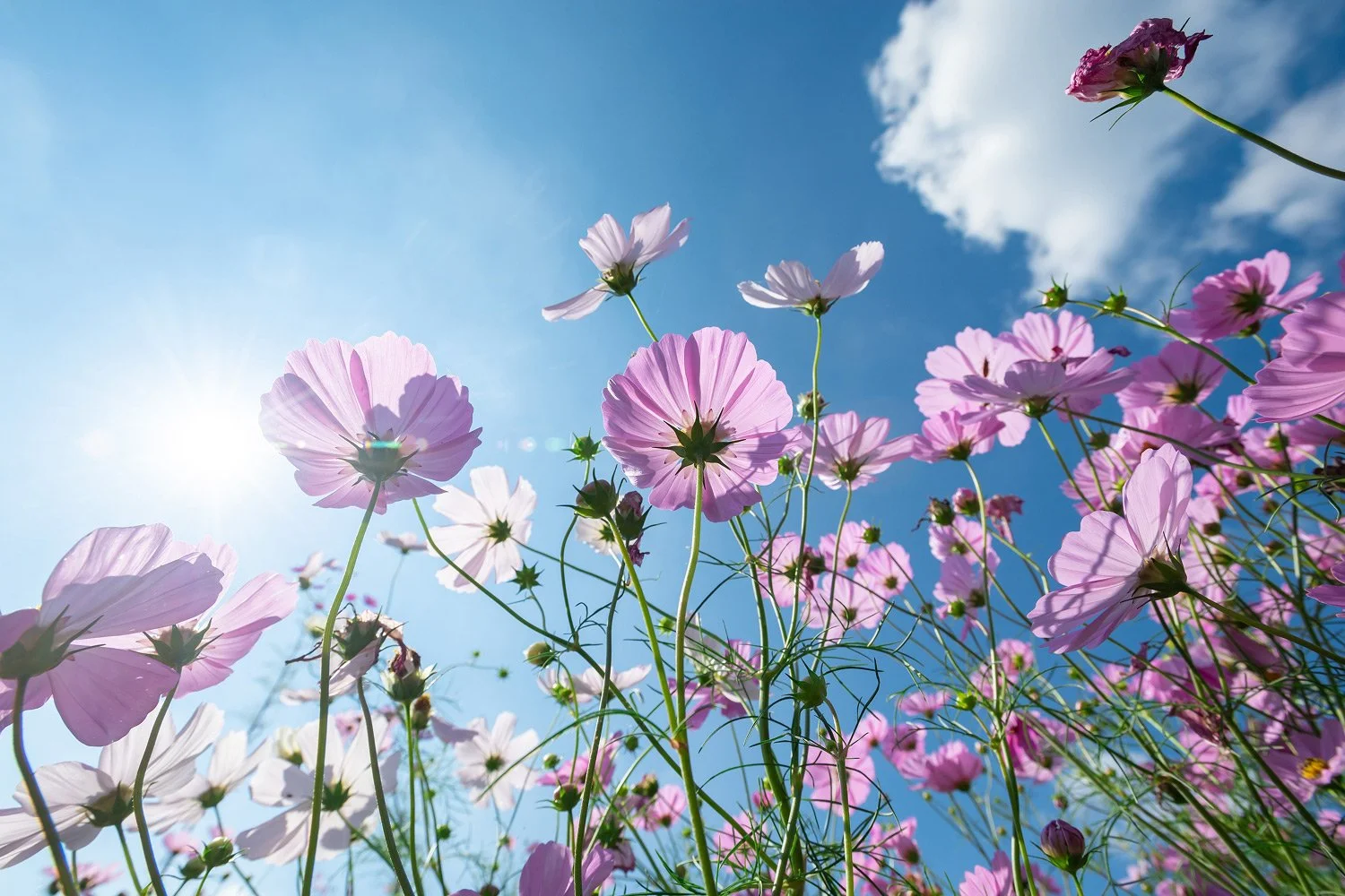 7 simple (but effective) mood boosters to try on hard days — Calm Blog
