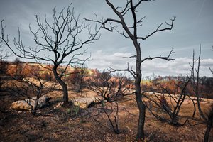 What is trauma? The symptoms, causes, and how to cope — Calm Blog
