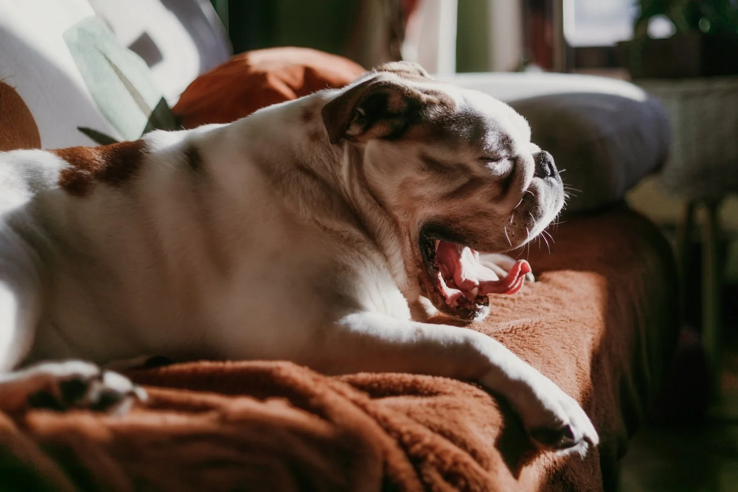 Why you're yawning excessively (and 8 ways to stop) — Calm Blog