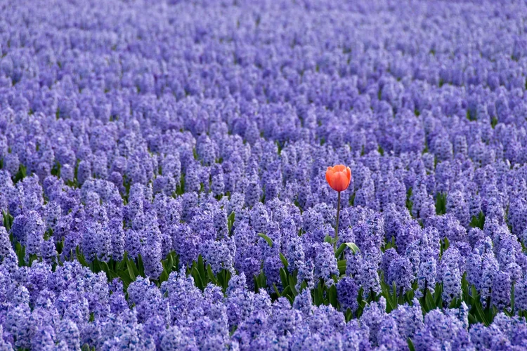 Introvert vs. extrovert: How to tell which one you actually are — Calm Blog