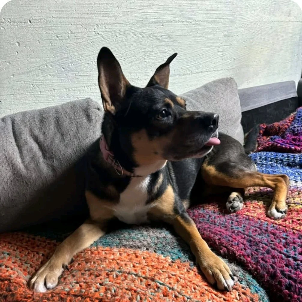 Adoptable Dogs — Lucky 7 Dog Rescue