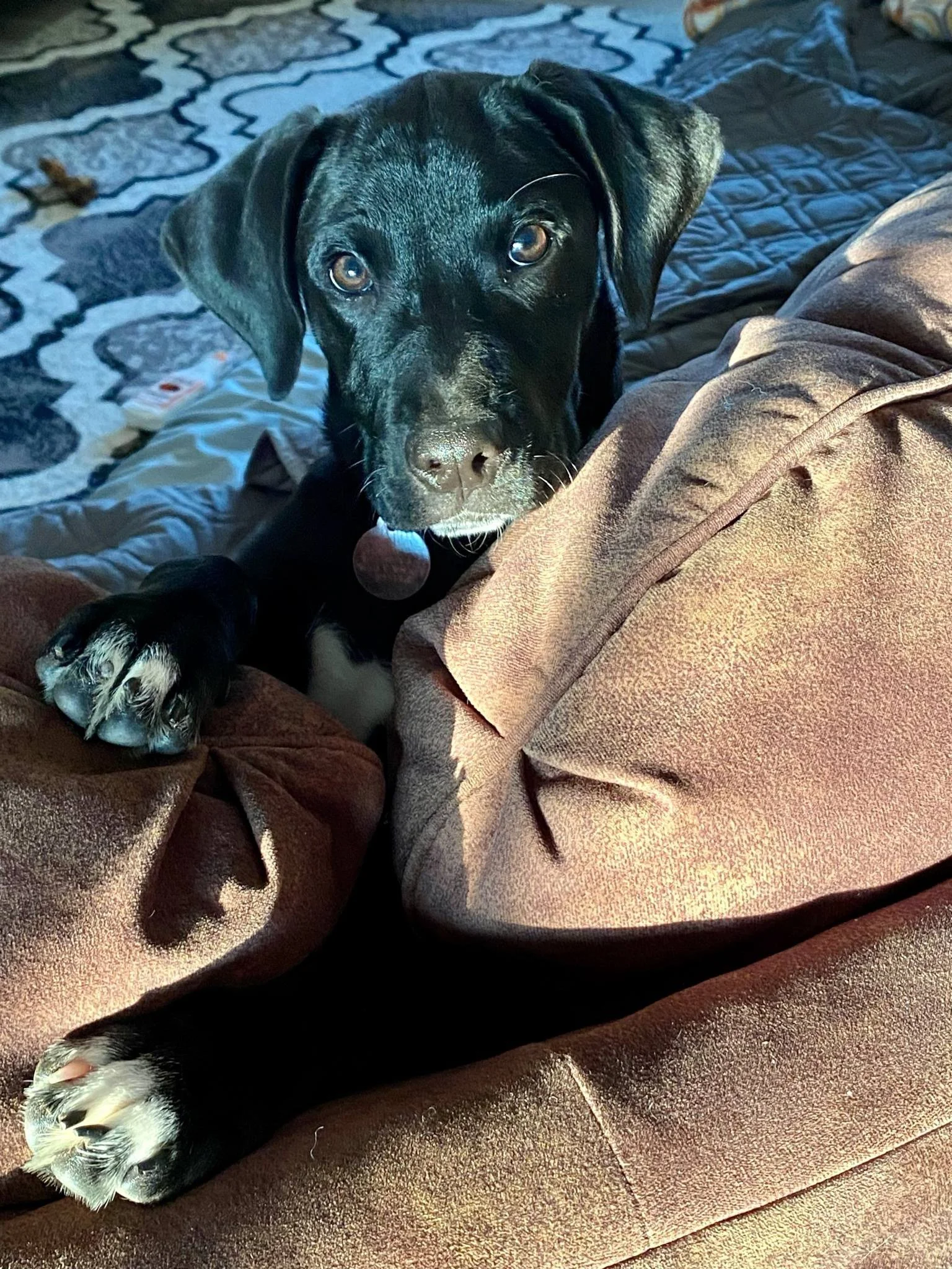 Adoptable Dogs — Lucky 7 Dog Rescue