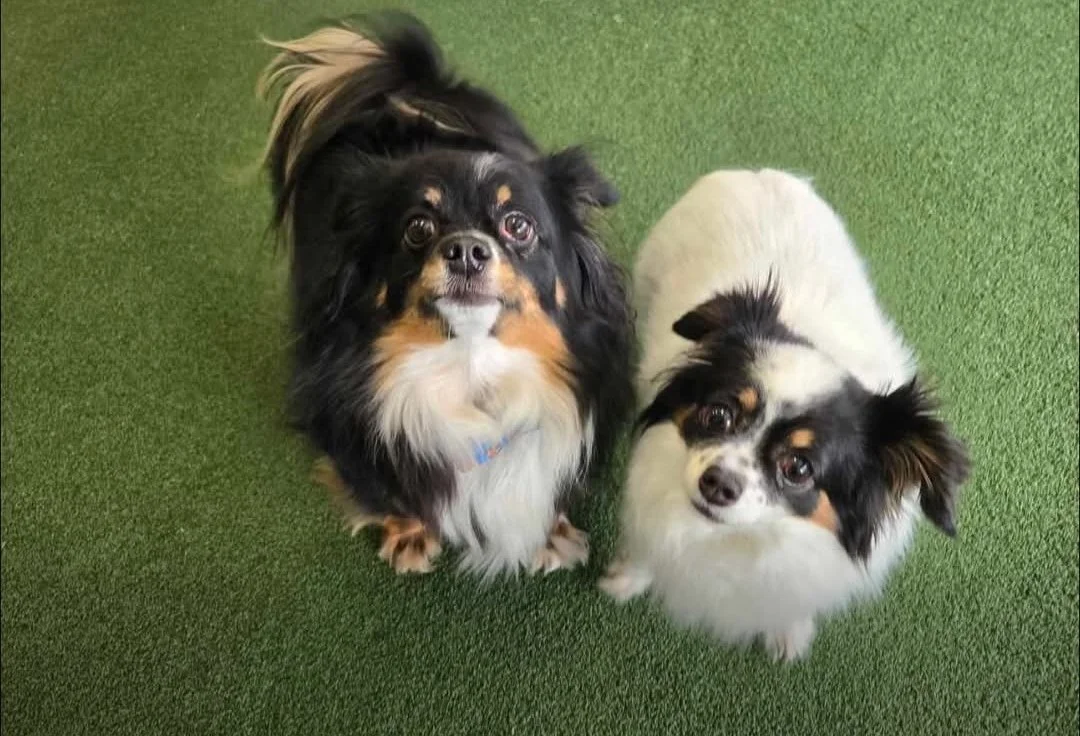 Adoptable Dogs — Lucky 7 Dog Rescue