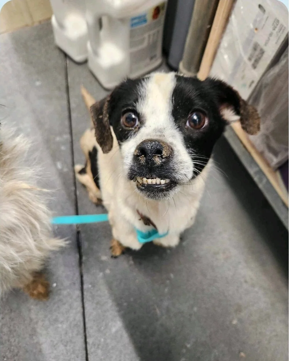 Adoptable Dogs — Lucky 7 Dog Rescue