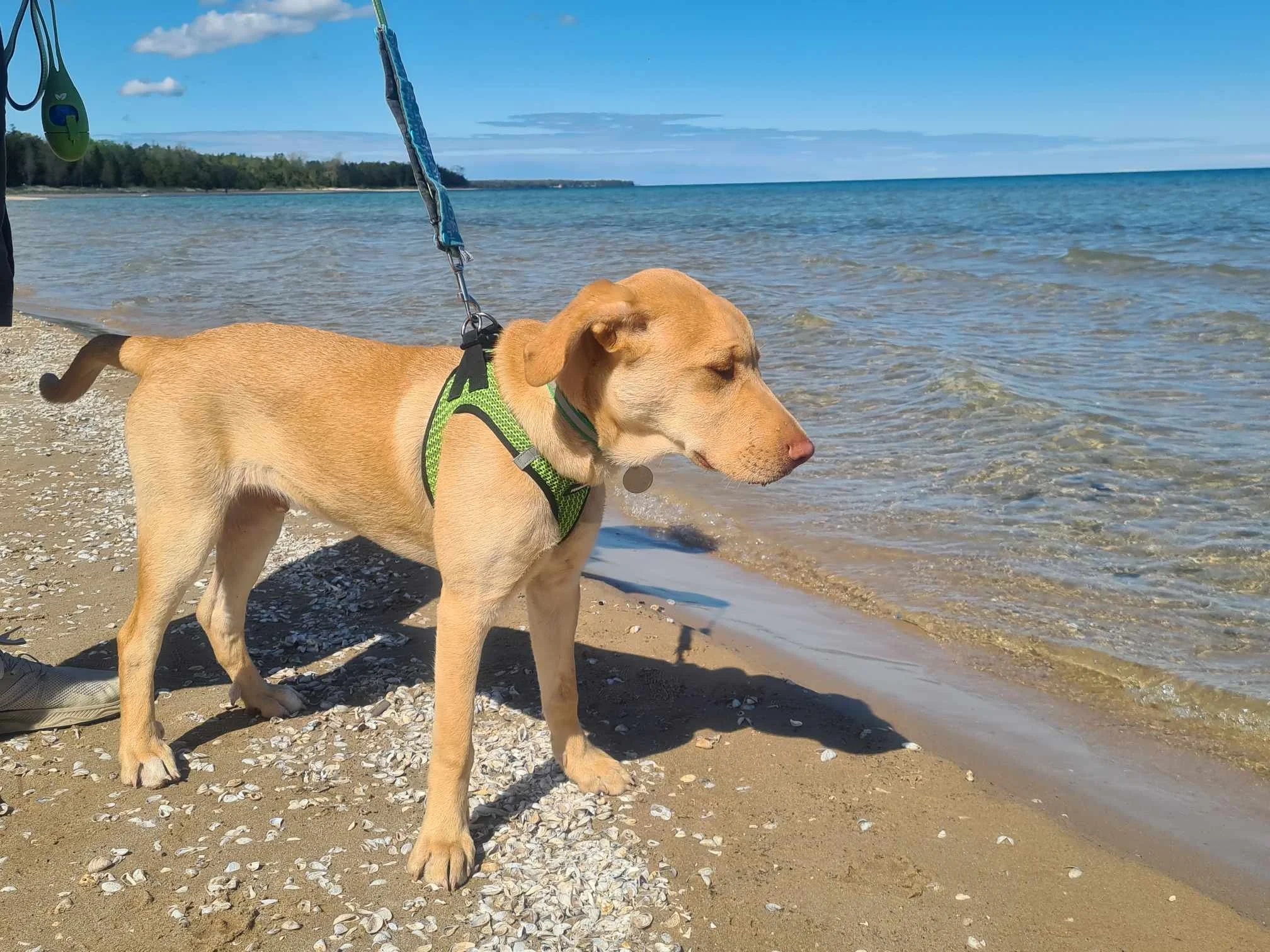 Adoptable Dogs — Lucky 7 Dog Rescue