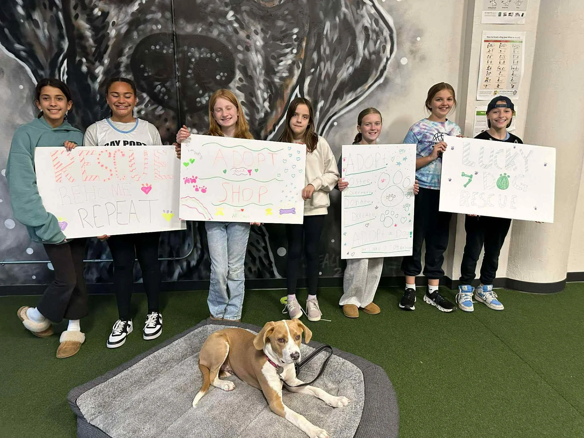 A Place to Call Home: Why Our Rescue Space Matters — Lucky 7 Dog Rescue