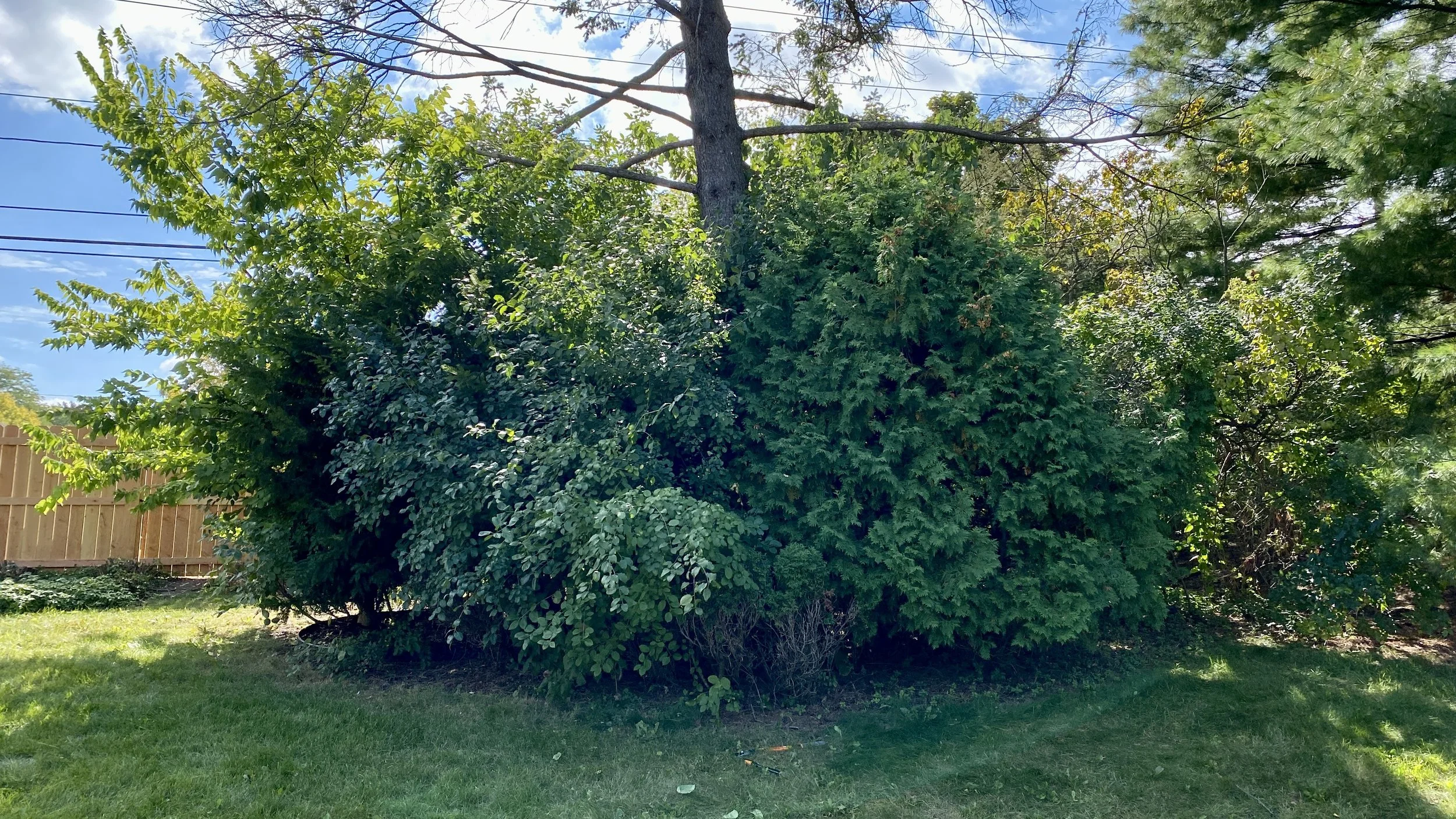 Invasive plant nemeses — ASTER + LUPINE