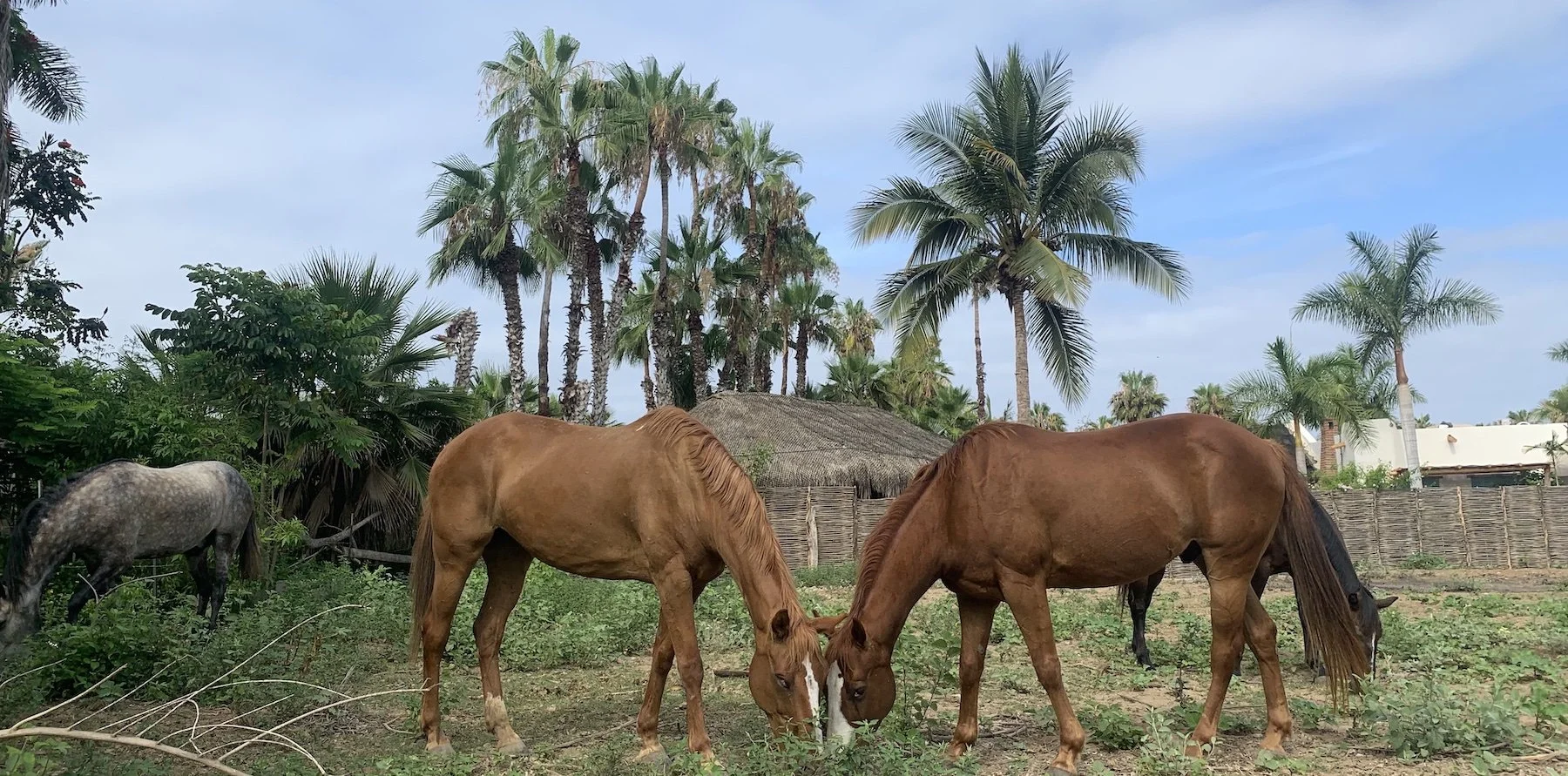 How it All Started — Equus Sur