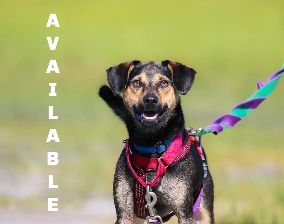 Adoption — Hill Hounds Rescue & Animal Sanctuary, Inc.