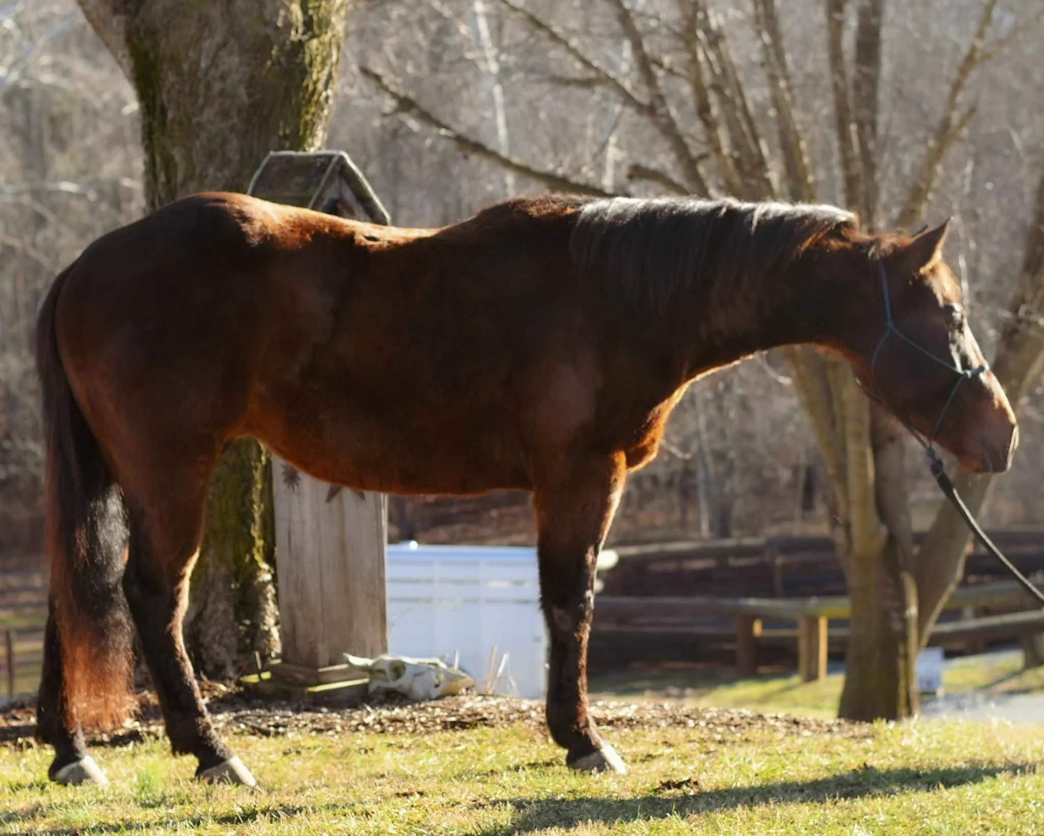 Classifieds — East Coast Stock Horse Association