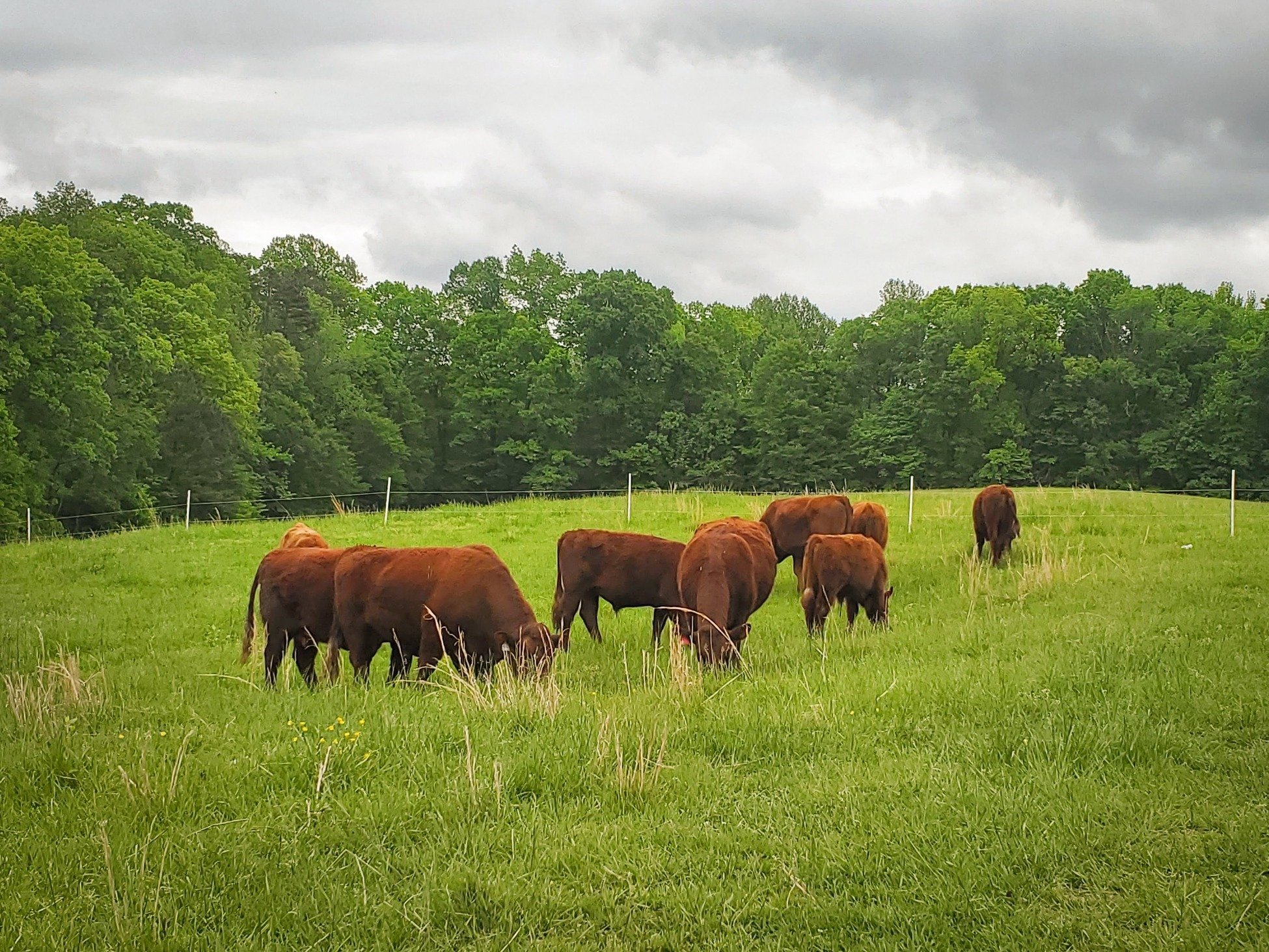 Back to Basics Ranch | Grass-Fed Beef | Woodland-Raised Pork | Pastured ...