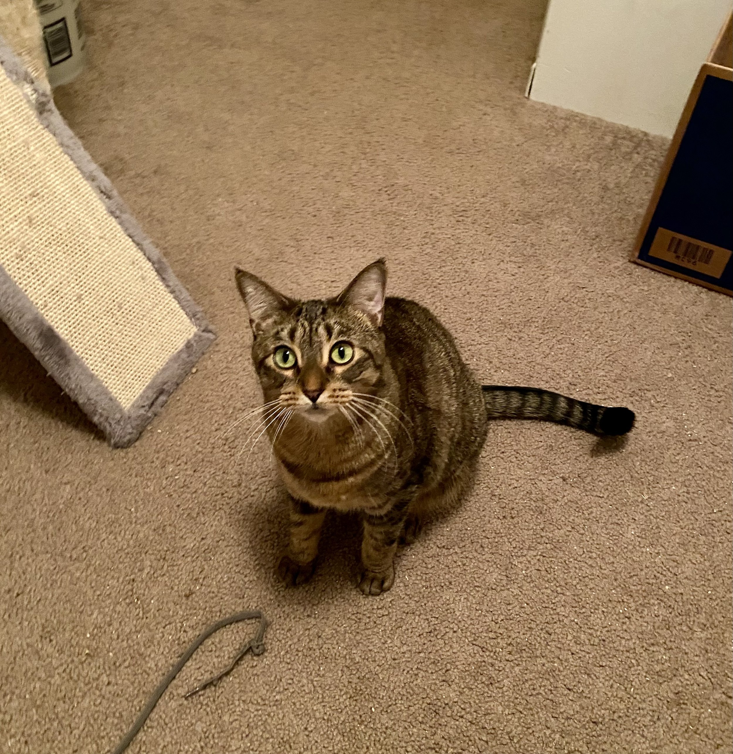 Stepping stones Cat Rescue