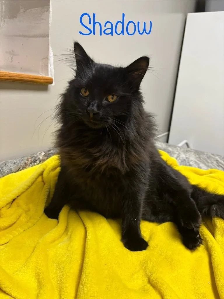 Stepping stones Cat Rescue