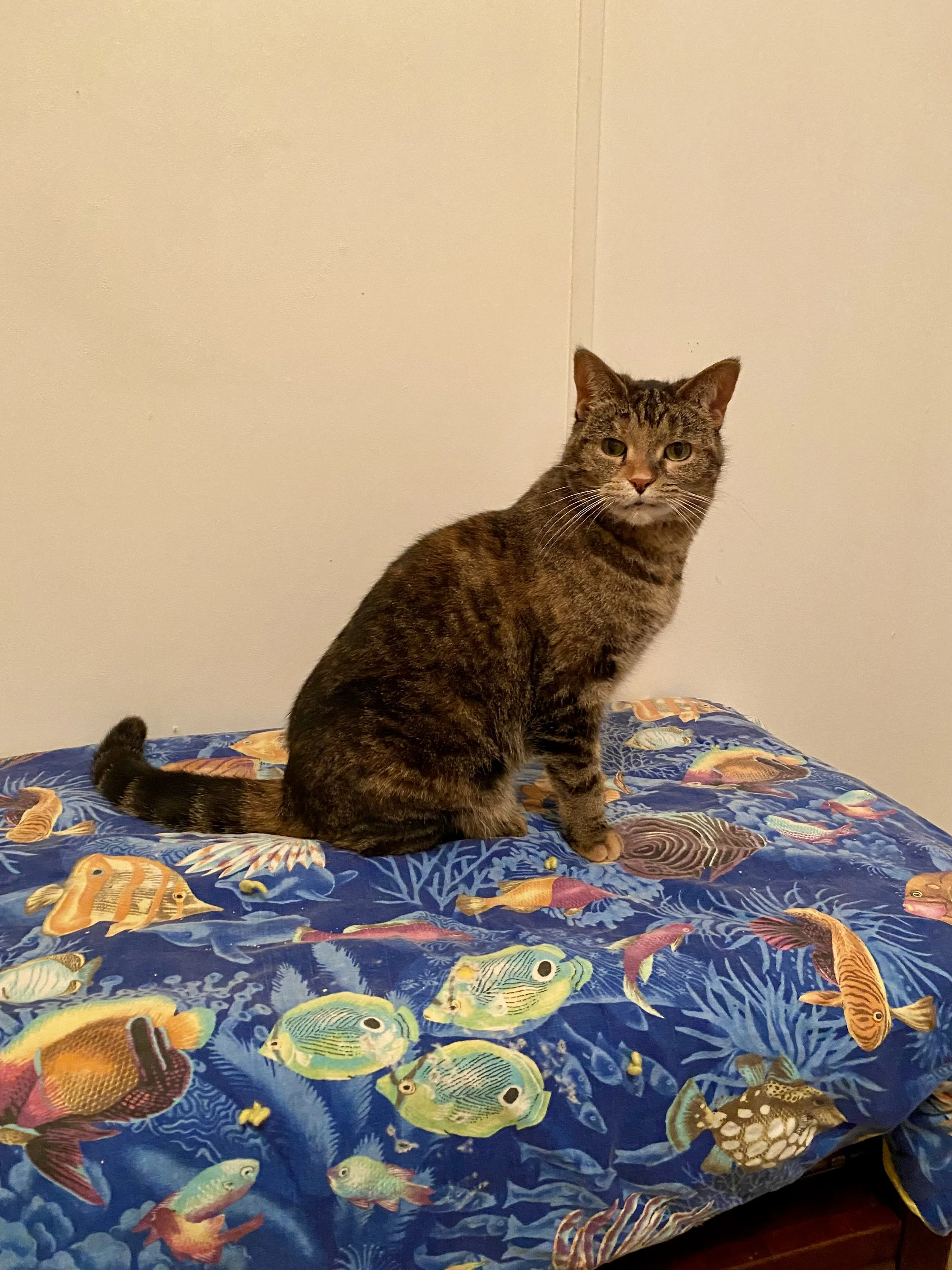 Stepping stones Cat Rescue