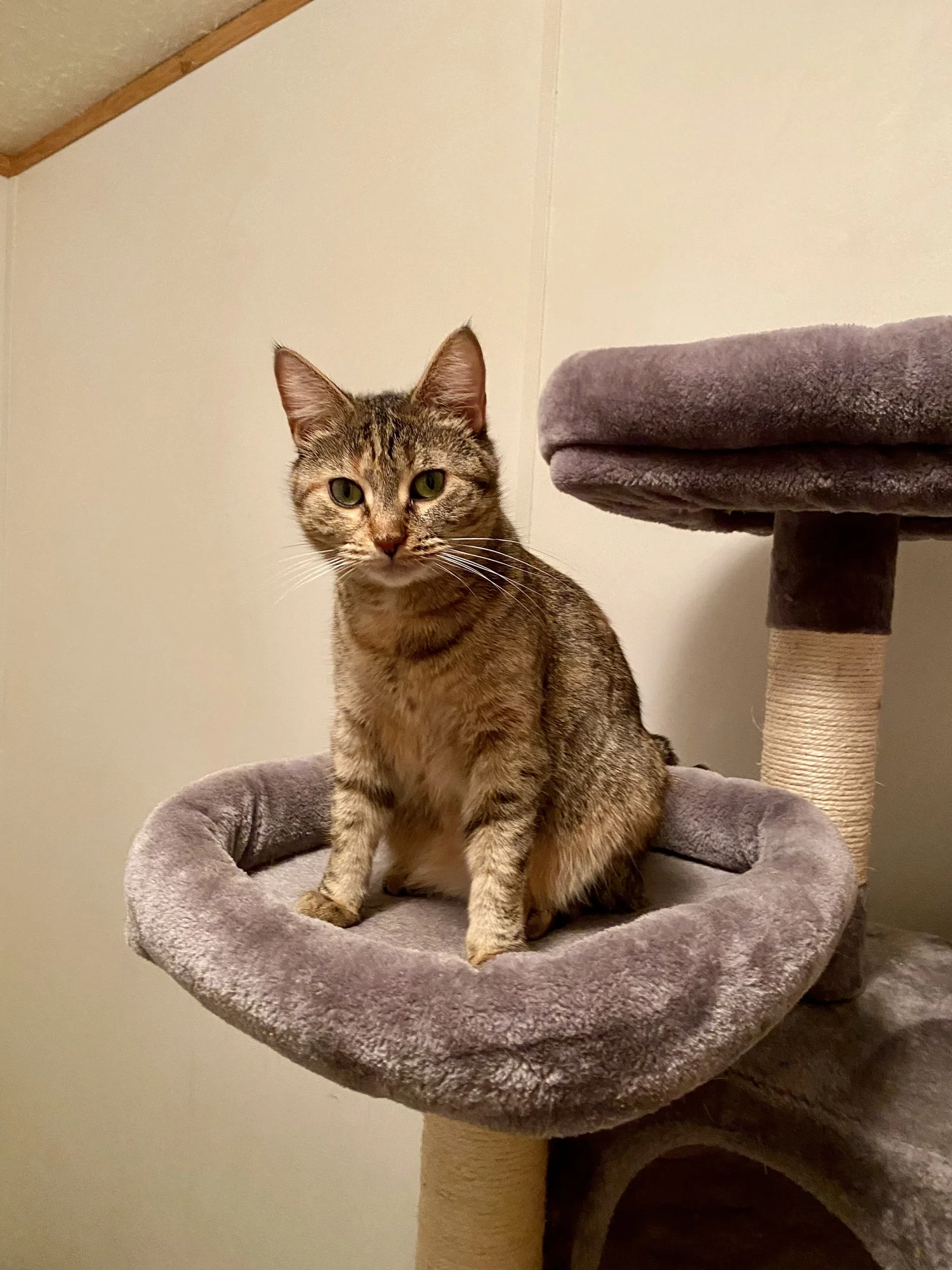 Stepping stones Cat Rescue