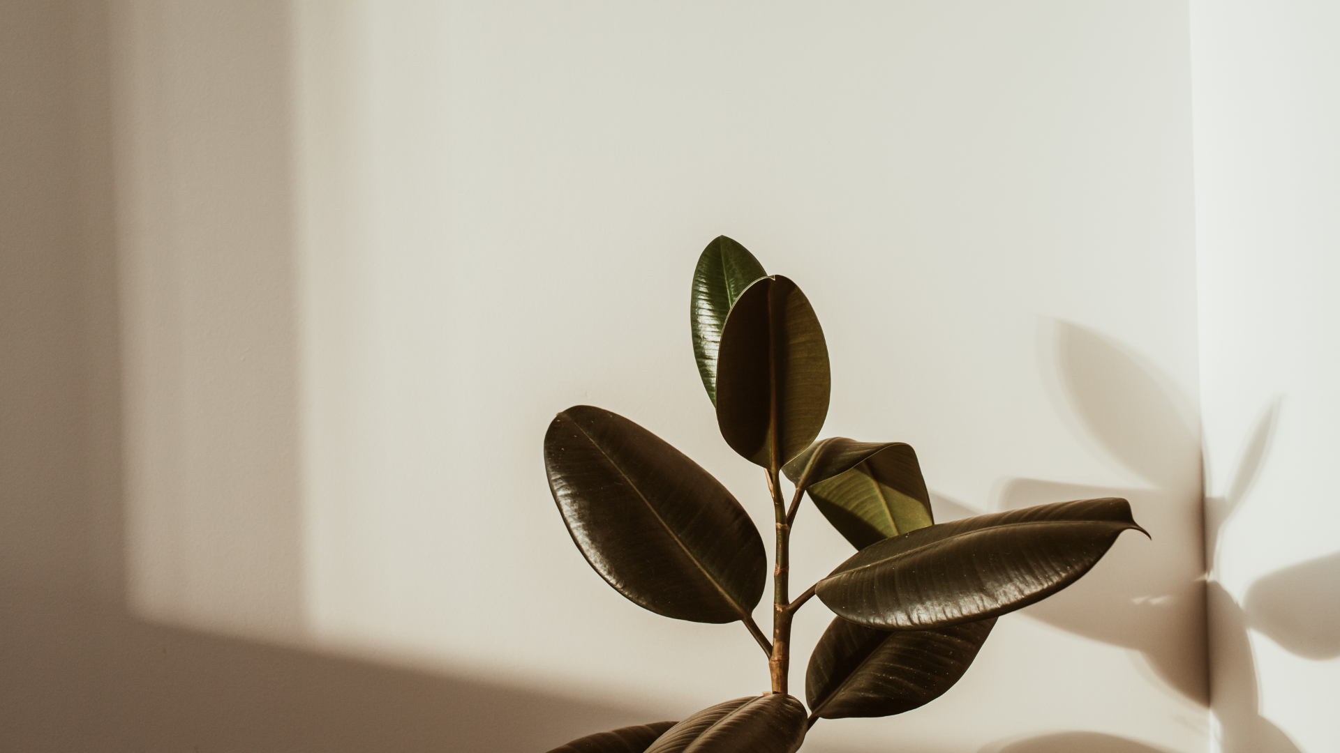 About Us — Bespoke Health