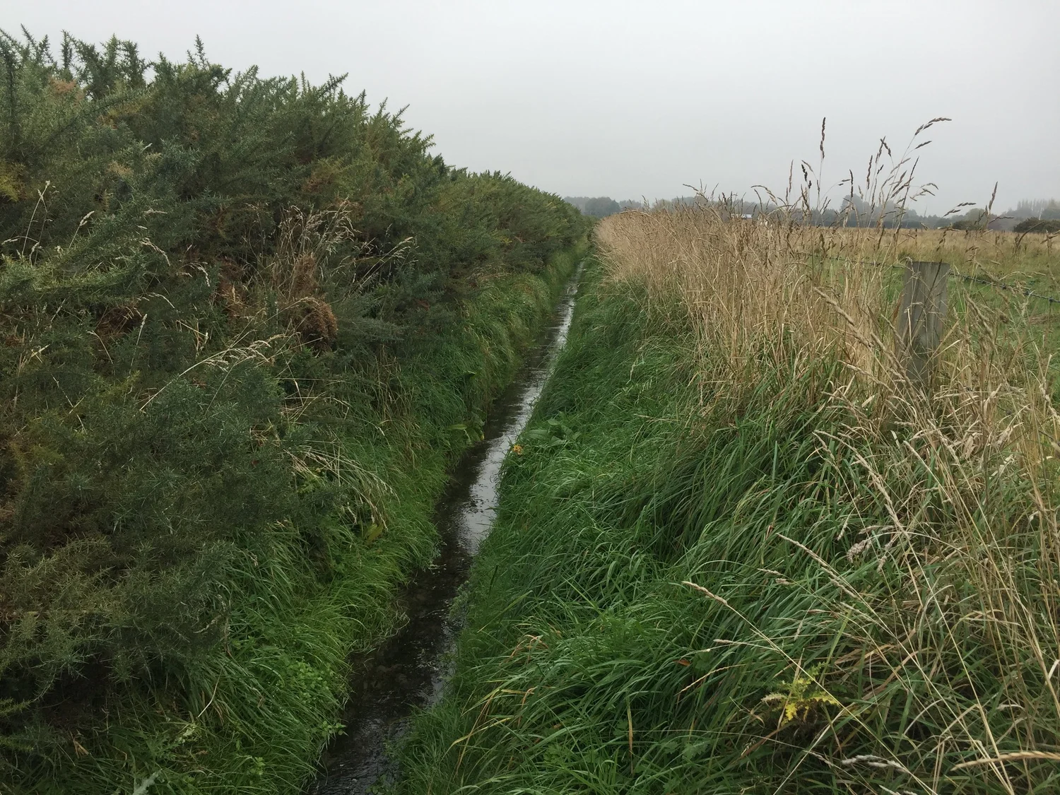 Ecological Restoration of Quarry Road Drain — Instream