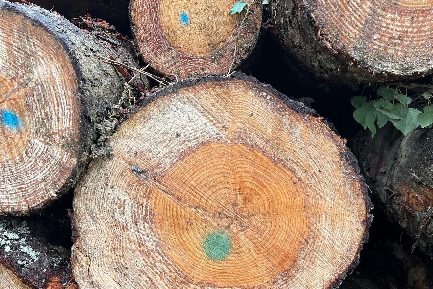 What is CLT: the Future of Sustainable Construction — ConstruktCLT