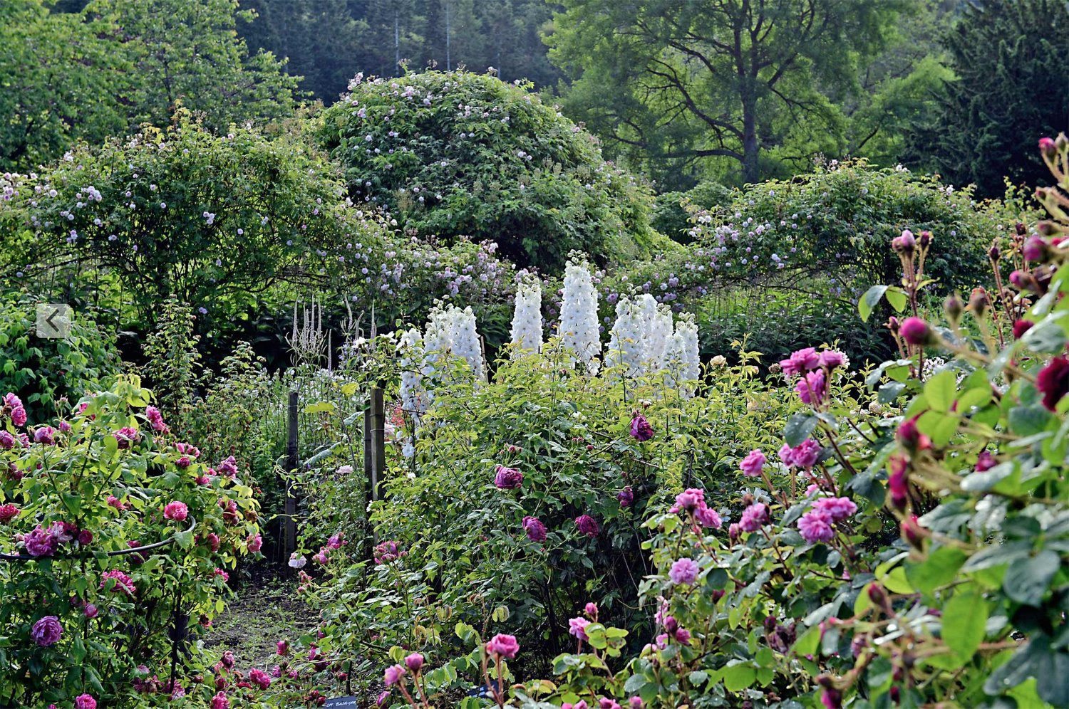 Carolside House & Gardens