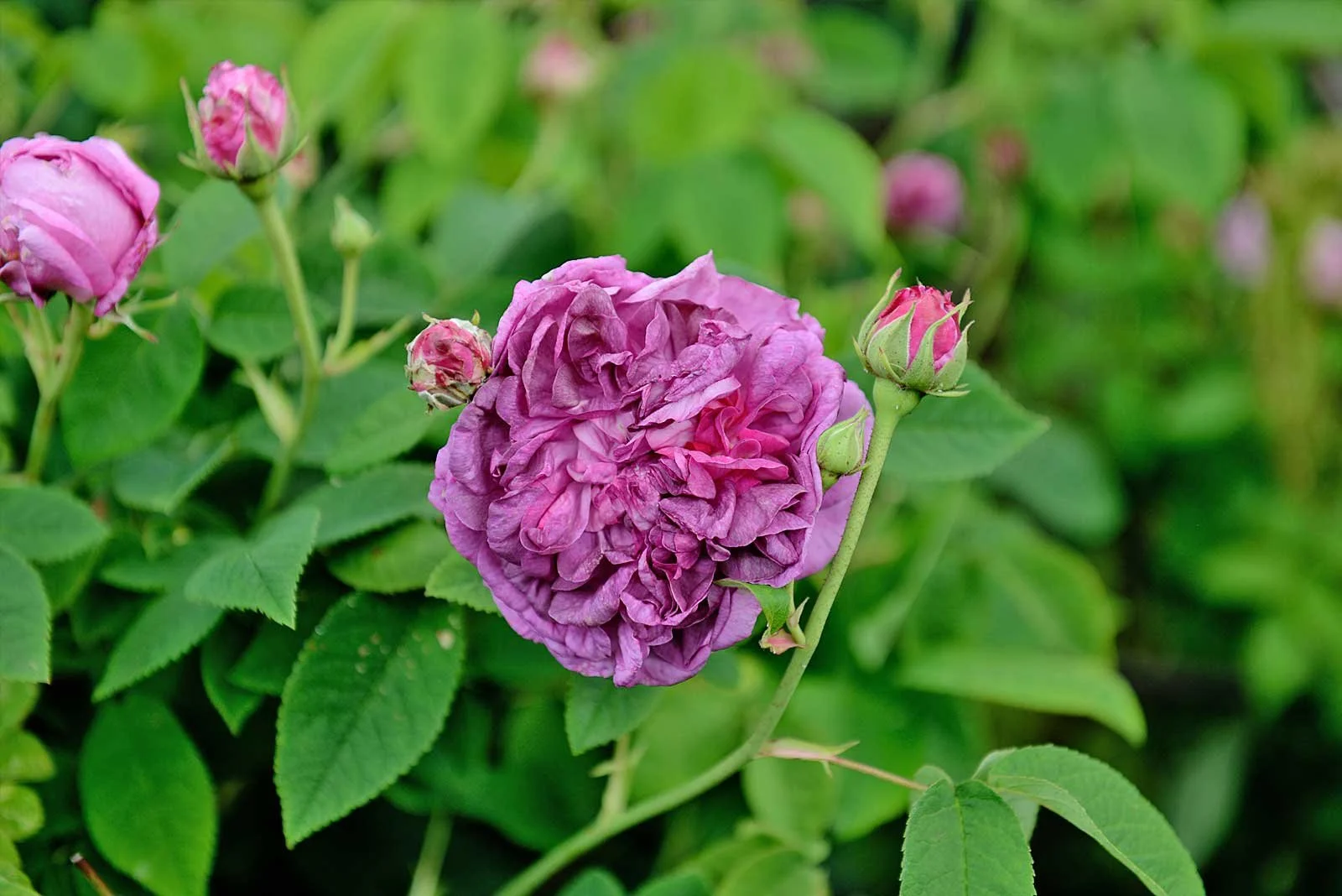 Tours of Carolside Gardens — Carolside House & Gardens