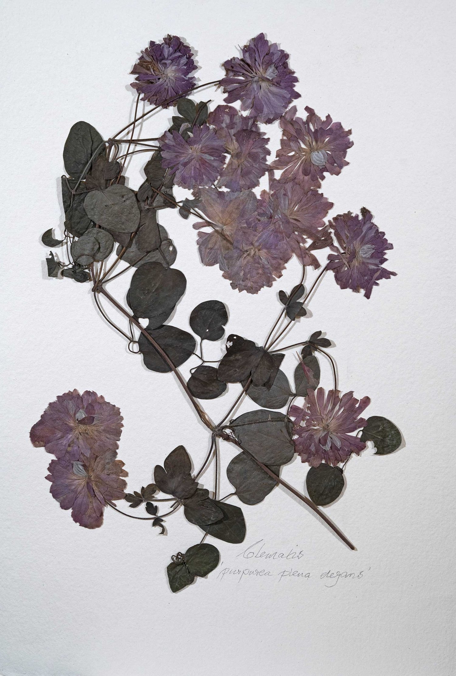 Pressed-Flowers — Carolside House & Gardens