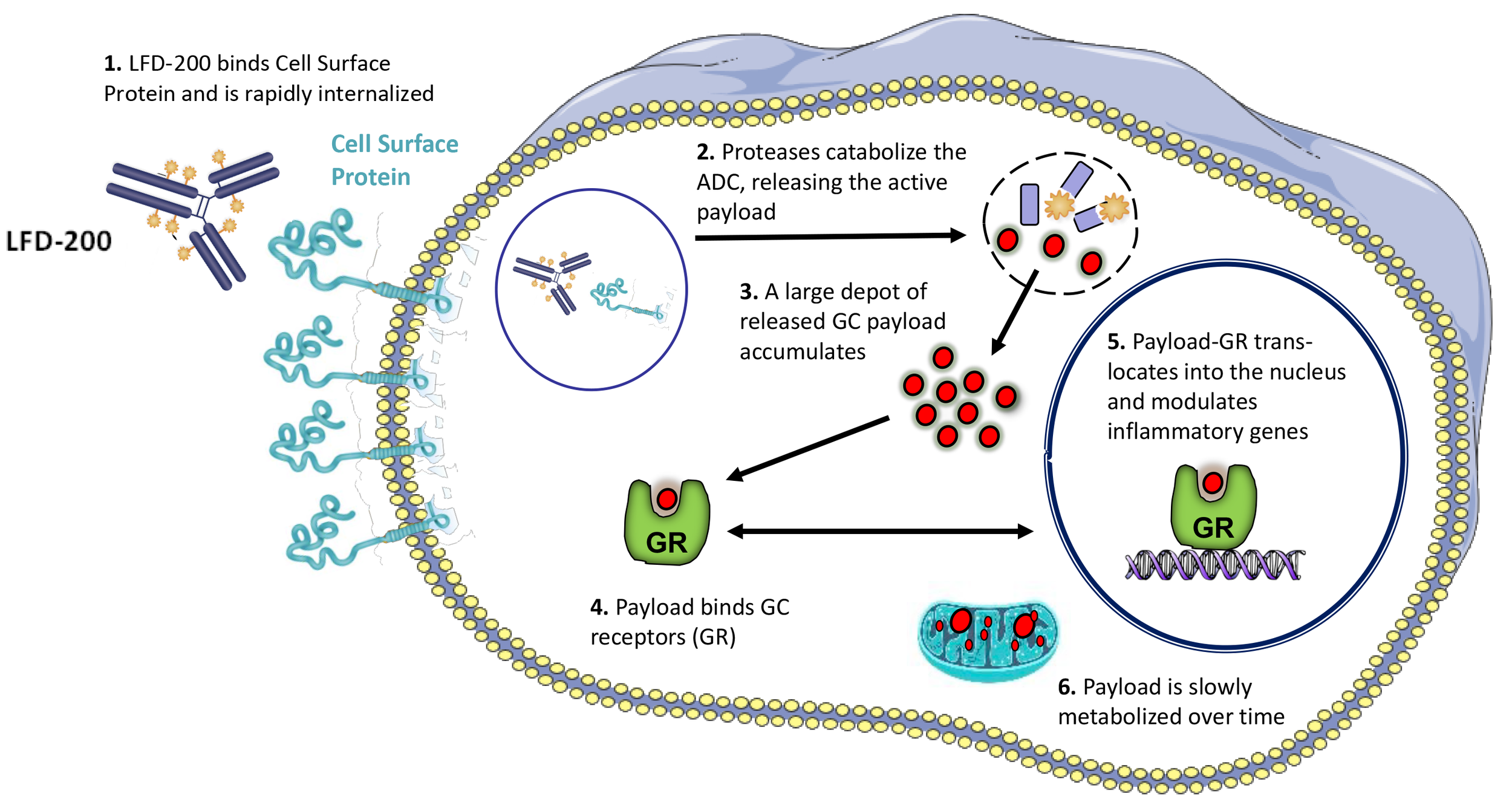 Technology: Targeted ADC Platform — Lifordi