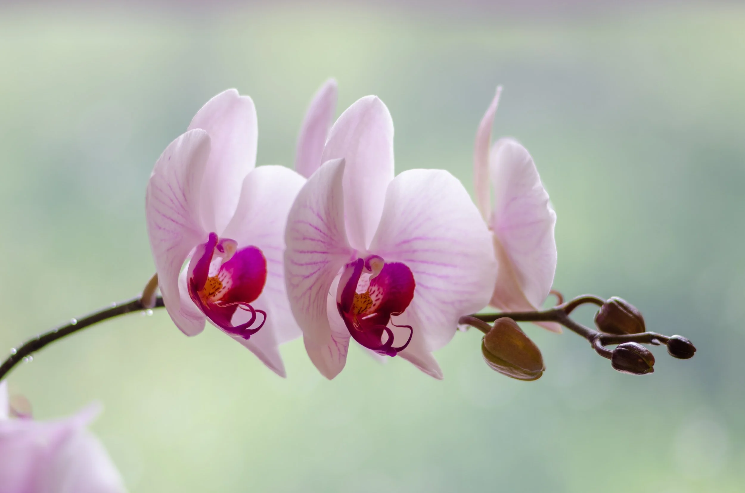 The Tiny Orchid Company