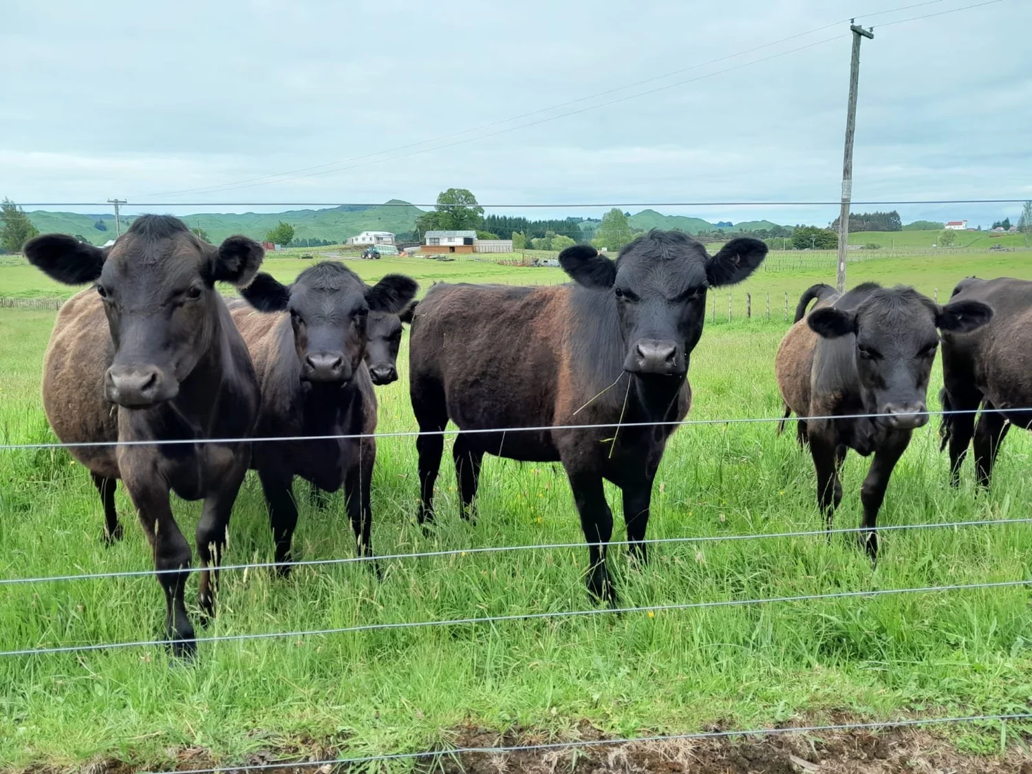 Delicious Lowline Angus Beef delivered to your home