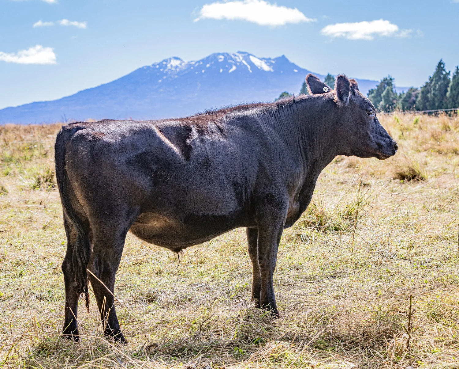 Delicious Lowline Angus Beef delivered to your home