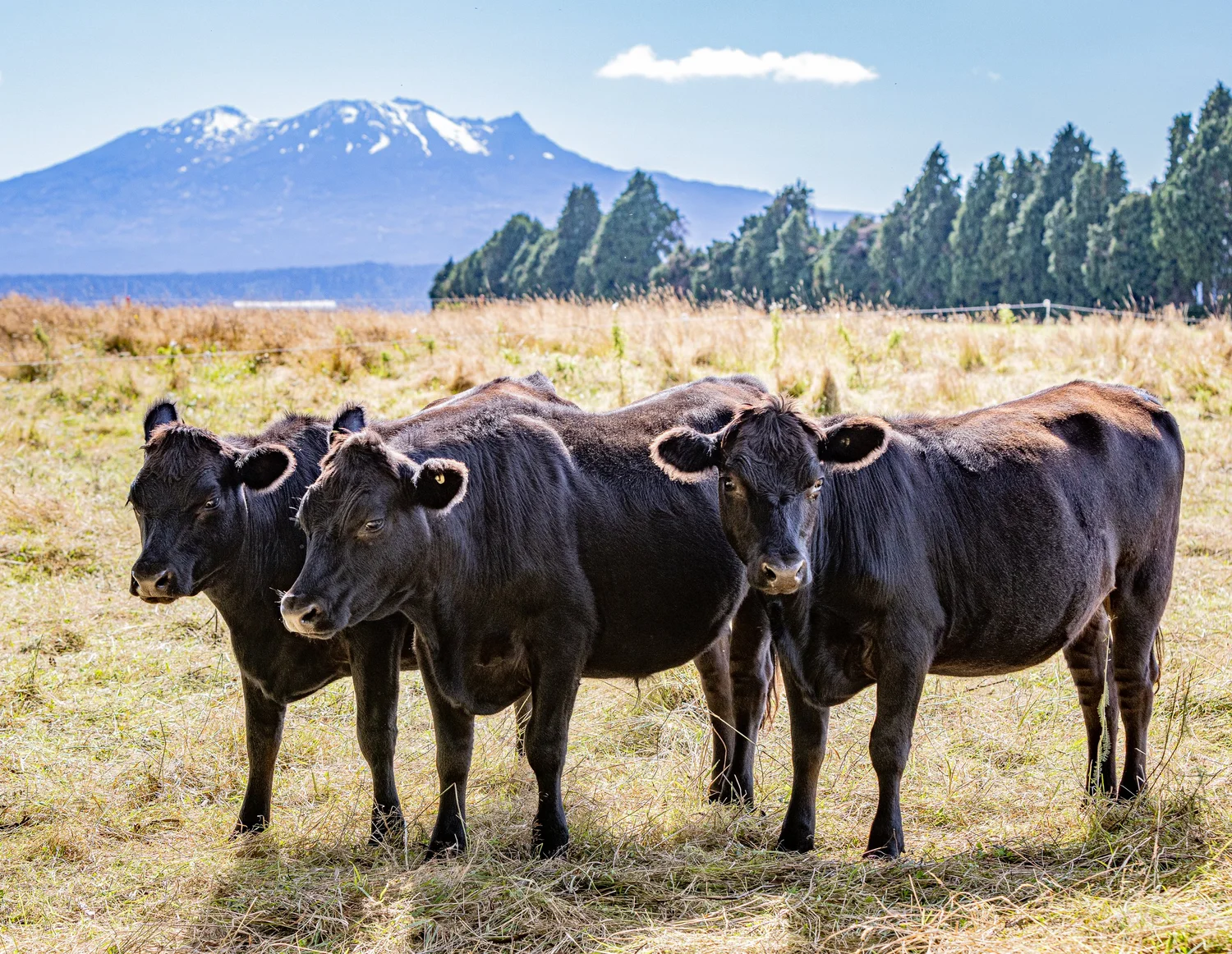 Delicious Lowline Angus Beef delivered to your home
