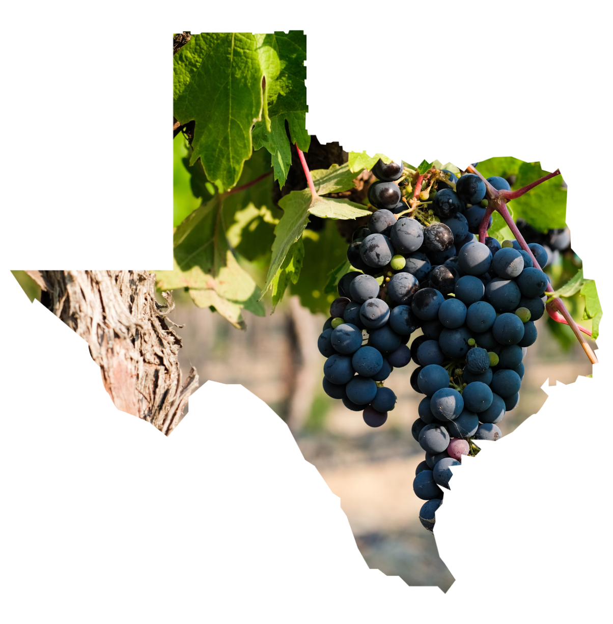 Texas Wine Club — Covington Cellars | Texas and Washington Wineries