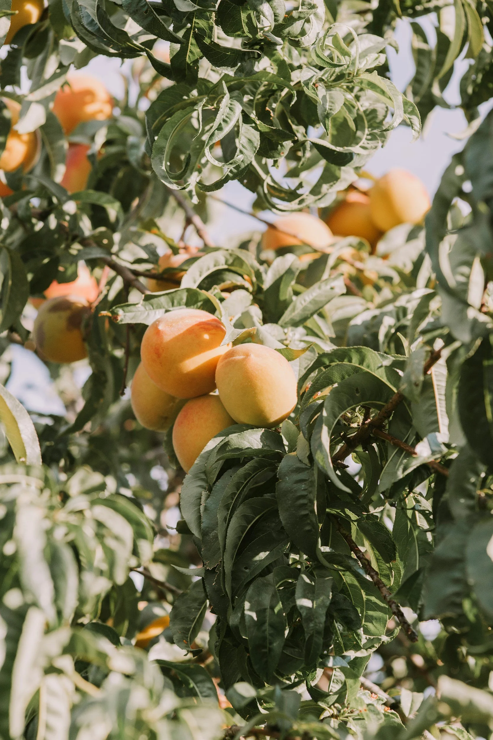 Smith Family Orchards