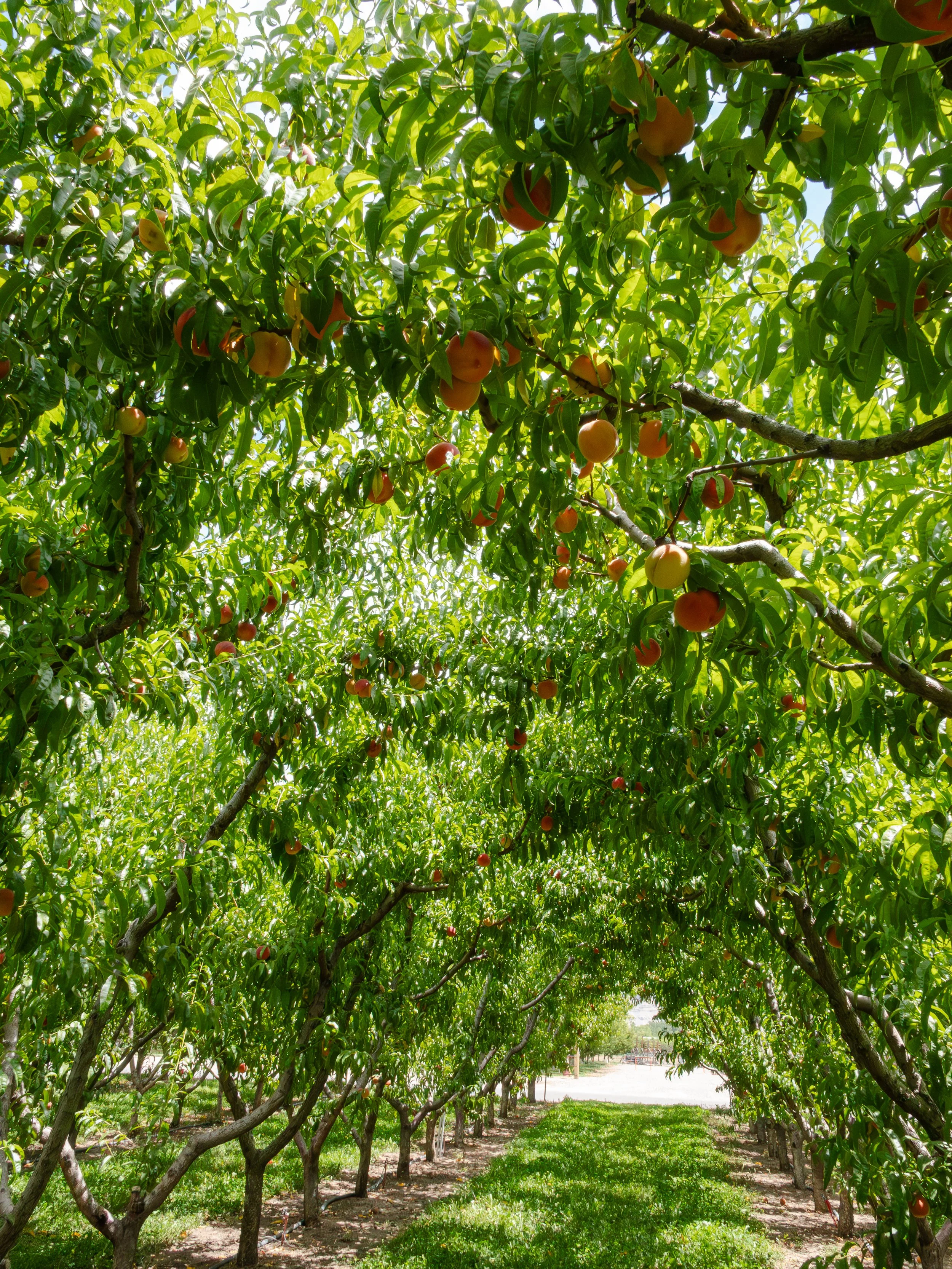 Smith Family Orchards
