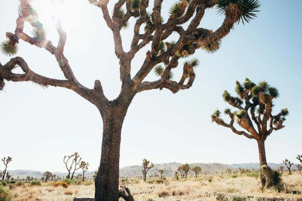 Is Joshua Tree the New Marfa? — Nikki Bostwick