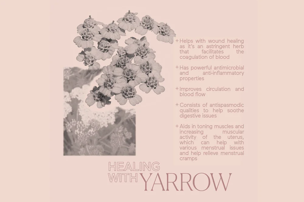 Healing with Yarrow — Nikki Bostwick