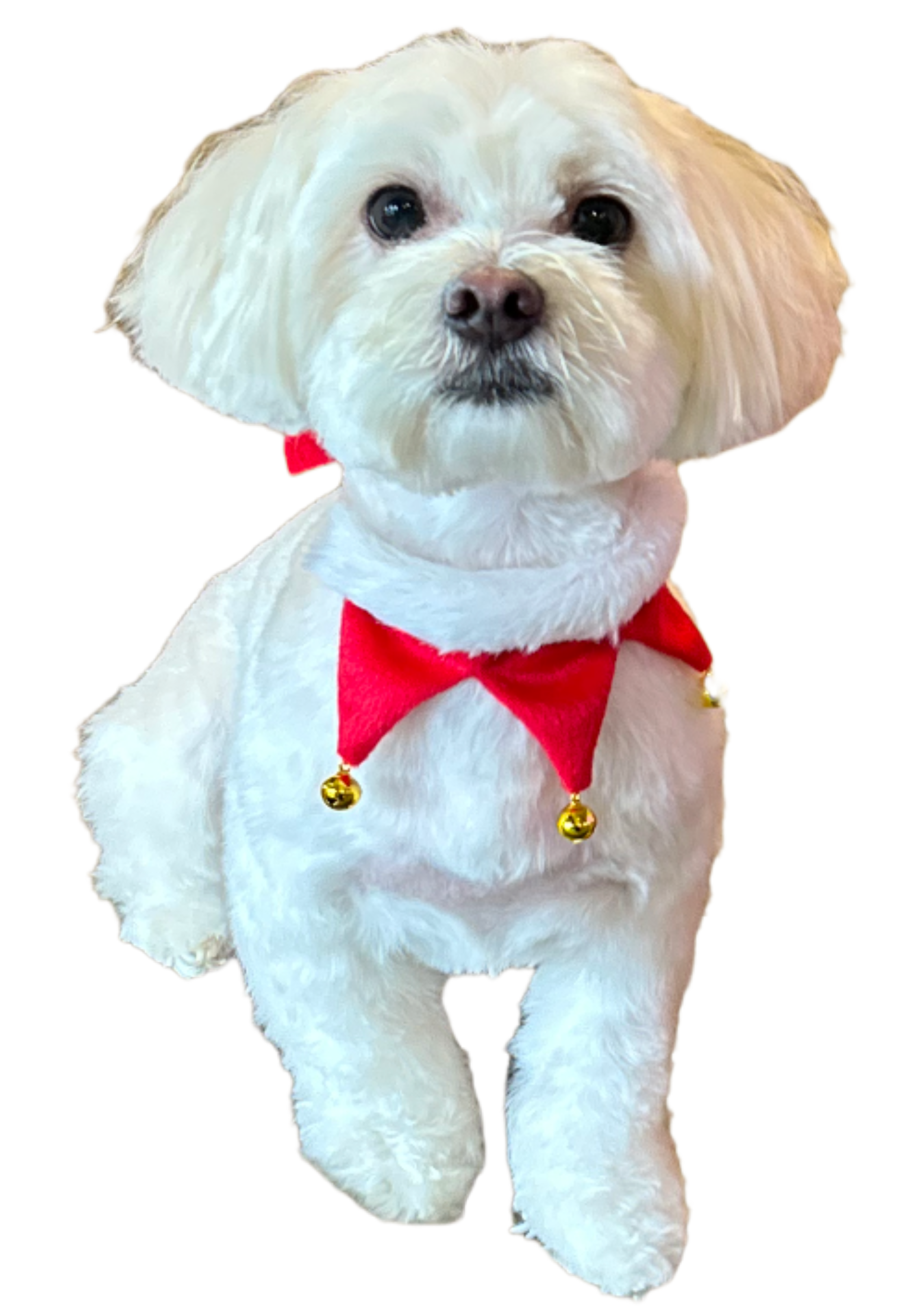 Coat Types and How To Maintain Them — Studio 50 Paw