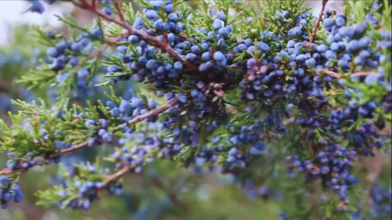Eastern Red Cedar — Folk Rock Farm
