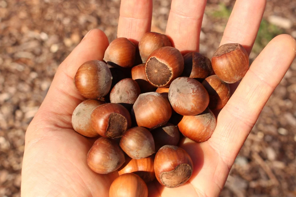 Nuts — Folk Rock Farm