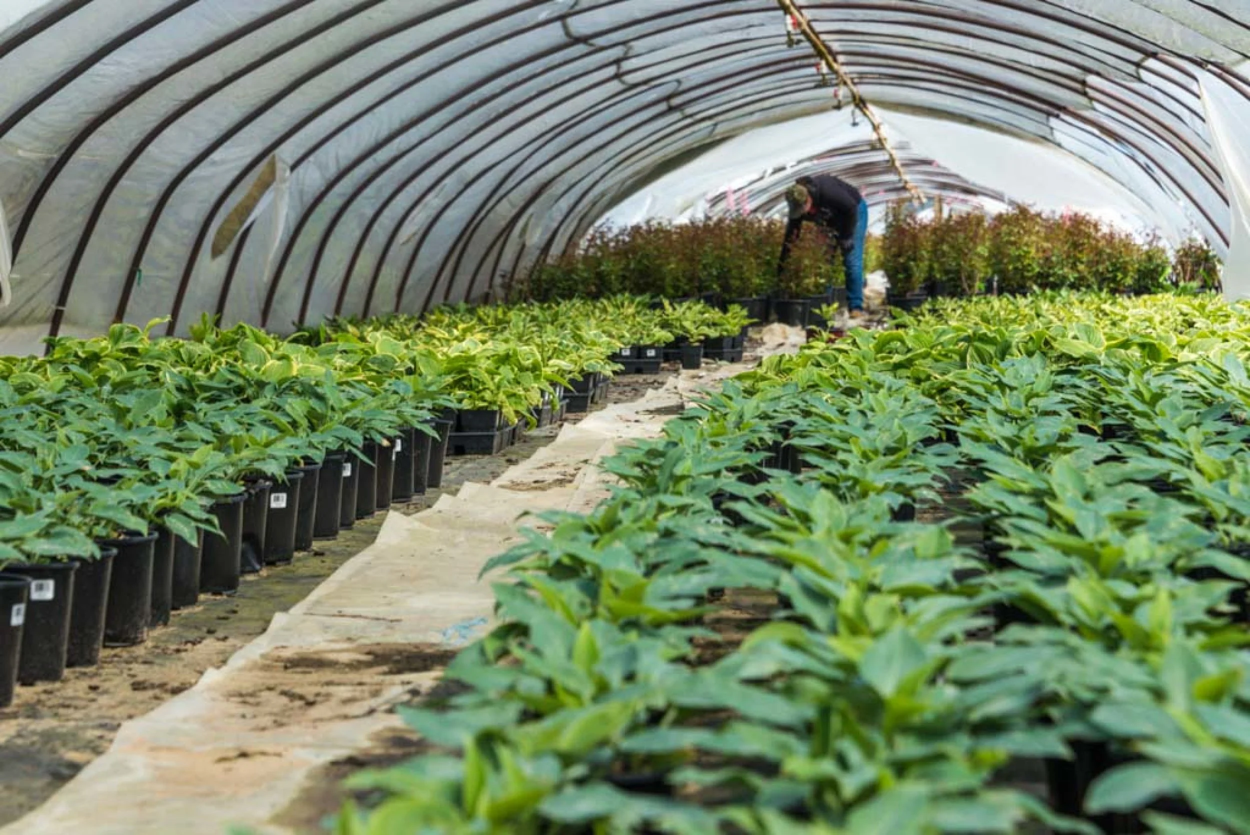 About Us — Gardens Alive Farms