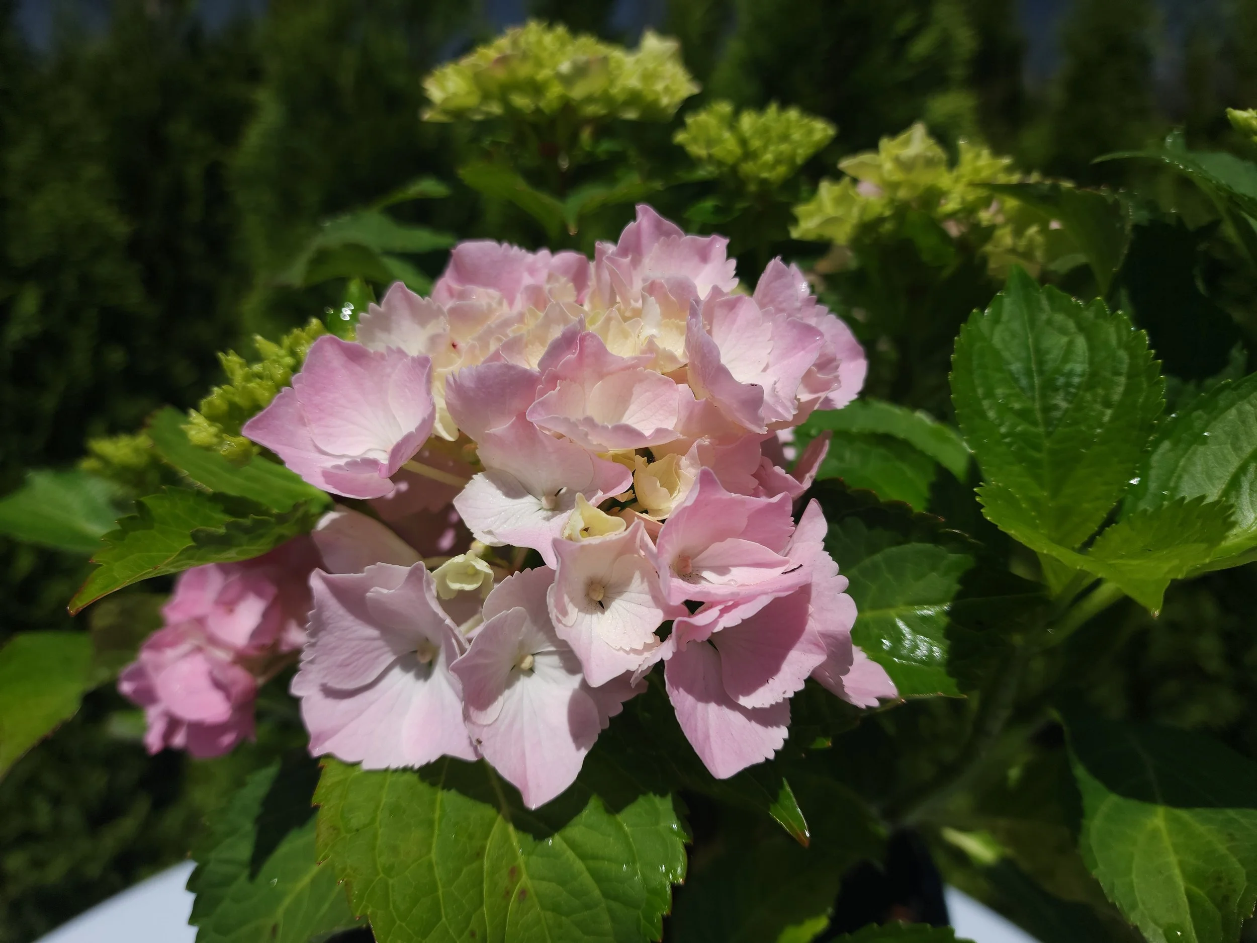 Gallery 1 — Gardens Alive Farms